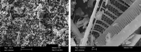 SEM Images Of The Organic Soil Investigated In This Study 500 A And Download Scientific