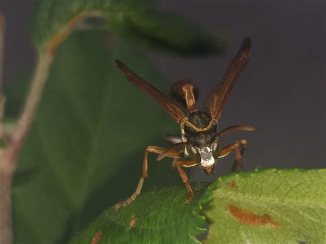 Wasp Bee Insect Free Photo On Pixabay Pixabay