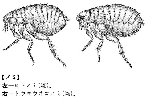 にのみ のみに 使い方 にのみ のみに 違い 【～のみ ただ～のみ】 Jlpt N2の文法の解説と教え方 Gjluxs