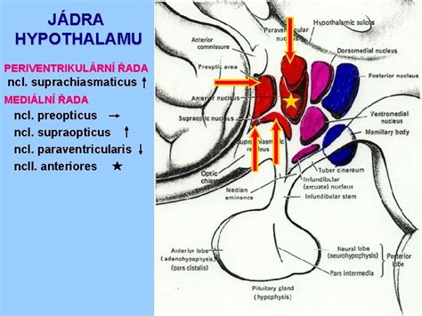 Diencephalon Epithalamus Metathalamus Sulcus Hypothalamicus Hypothalamus Subthalamus Thalamic