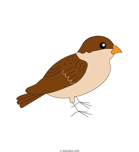 Как нарисовать воробья поэтапно