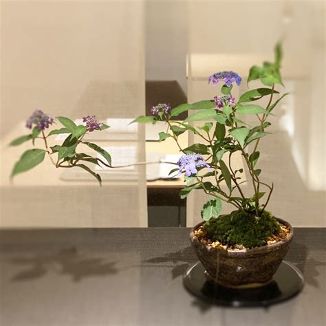 丸の内一丁目 しち十二候 Blog Archive 小満 初候第22候蚕起食桑かいこおきてくわをはむ Silkworms