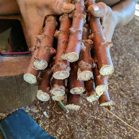 Detail Gambar Batang Singkong Koleksi Nomer 13