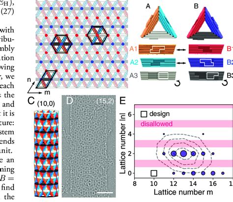 Schematics For Binary Species Tubules And Their Lattice Number Download Scientific Diagram