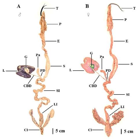 Monitor Lizard Digestive System At Brenda Edmonds Blog