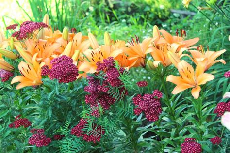 Красивые клумбы с лилиями (75 фото) - фото - картинки и рисунки ...