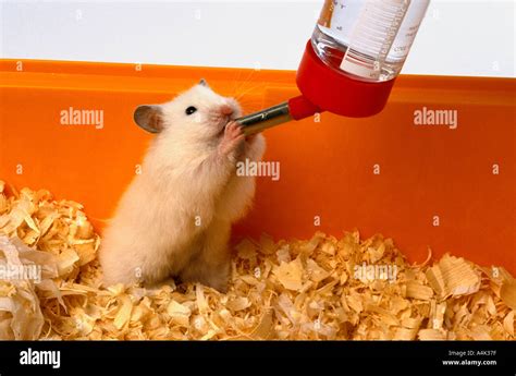 Cute Hamster Water Bottle