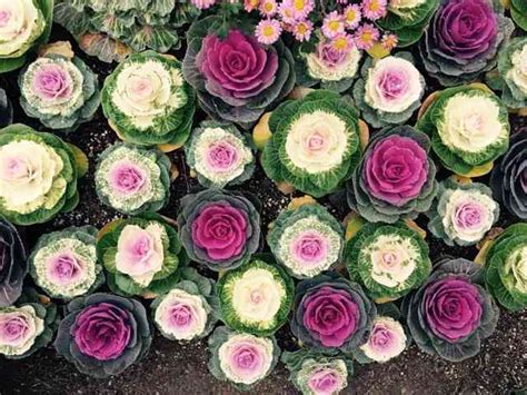 꽃양배추는 꽃이야 배추야 둘다 아님 식용 가능 영어로 뭐지 Botanical House