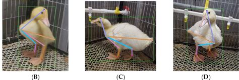 Figure 1 From Pose Estimation And Behavior Classification Of Jinling White Duck Based On