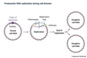 Origin Of Replication Definition Mechanism And Diagram