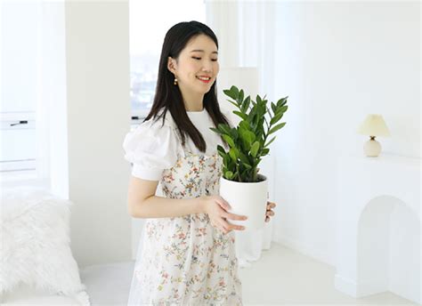 관엽화분 1m이하 [전국]내 책상 위의 작은 정원 금전수 화기변경 꽃배달 플라워119꽃배달서비스 관엽화분 1m이하 [전국]내 책상 위의 작은 정원 금전수 화기변경