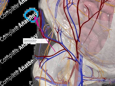 Iliopectineal Bursa Complete Anatomy