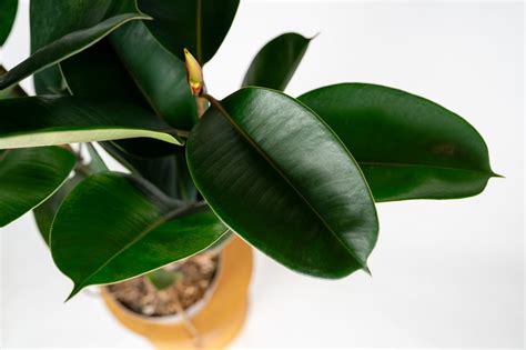 Ficus Elastica Robusta Figowiec Sprężysty Do Domu I Biura Roślina