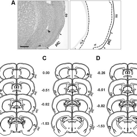 A Schematic Of Hierarchical Predictive Coding Across Three Cortical