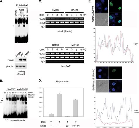 The In Vitro Dna Binding Activity Of Msx2 P148h Is Higher Than Wt
