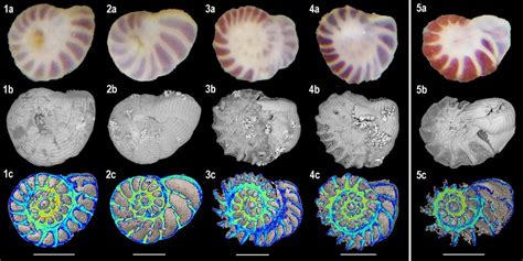 Light Micrographs Above Sem Micrographs Middle And Cross Sections