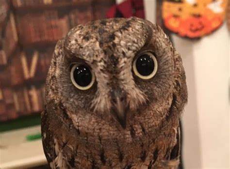 【excel 関数】if関数にor Andを組み合わせて複数条件に対応させる方法 プログラミングで遊ブログ