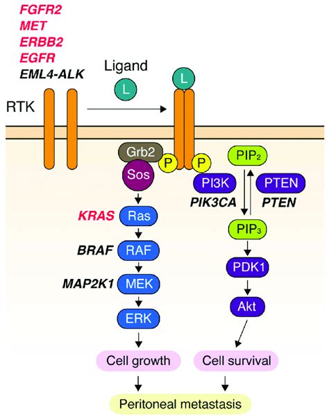 Receptor Tyrosine Kinase Rtk Signaling And Gene Alterations Found In