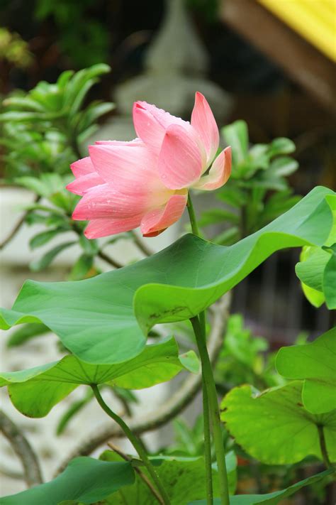 Lilylarimarpics Photos Download The Best Free Lilylarimarpics