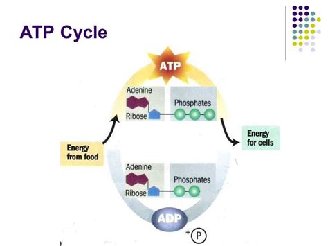The ATP And ADP Diagram Understanding The Energy Currency Of Cells
