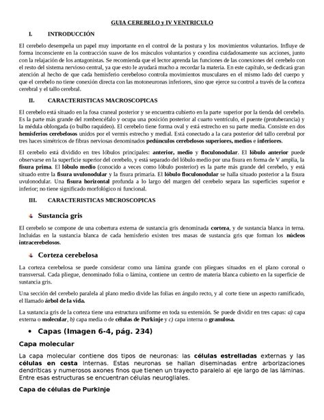 Resumenes De Neuroanamtomia Apuntes De Neuroanatomía Docsity