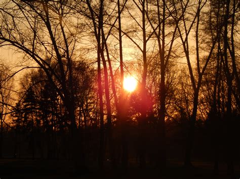 картинки дерево природа лес филиал легкий солнце Восход закат солнца туман ночь