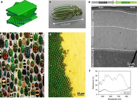 Lessons From Nature A In The Insect Cuticle Chitin Macromolecules Form