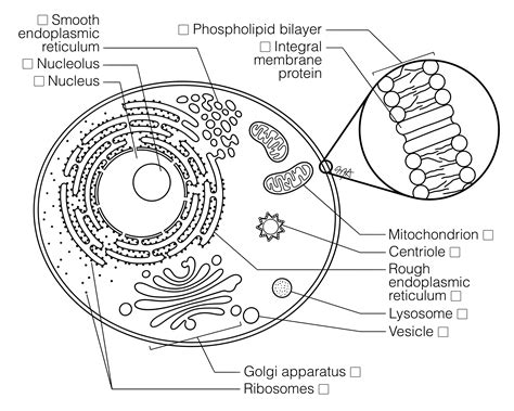 Cell With Major Organelles Final Version Histology Coloring Book