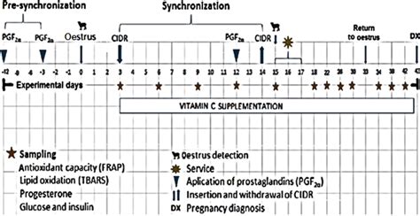 Oestrus Synchronization Protocol And Sampling Realized During Vitamin C Download Scientific