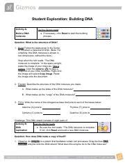 Exploring DNA Structure And Replication Activities And Questions Course Hero