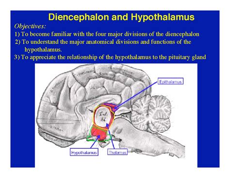 Lect Dienceph I Will Return Diencephalon And Hypothalamus