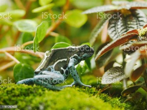 염색 독 개구리는 카메라에서 외면 개구리에 대한 스톡 사진 및 기타 이미지 개구리 남아메리카 다잉포이즌프로그 Istock