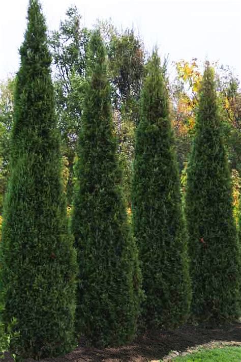 Juniperus Virginiana Taylor Tree