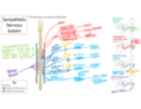 Solution Anatomy 337 Ans Pathways Studypool