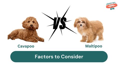 Cavapoo Vs Maltipoo Factors To Consider While Making A Choice