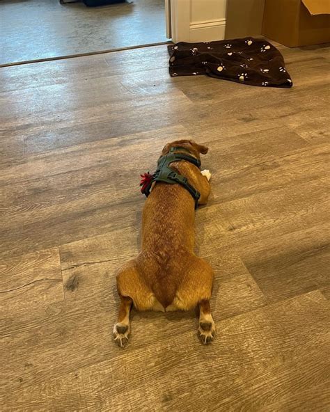 My Little Corgi Girl Doing What Corgis Do Rsploot