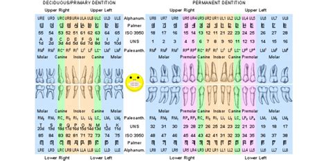 Dental Notation Systems Guide Pdf Technology And Engineering History