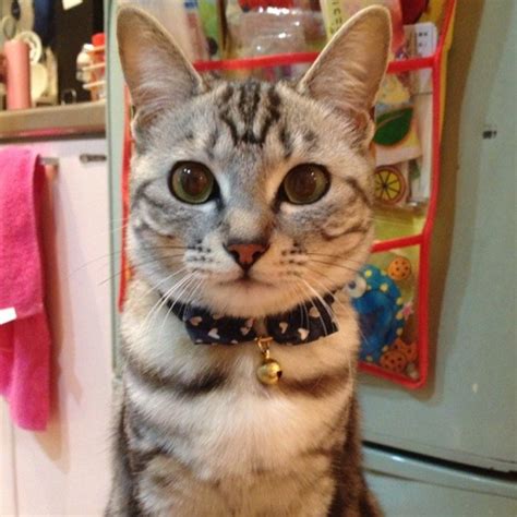 Stream Mari Misawa Music Listen To Songs Albums Playlists For Free