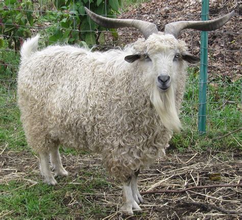 Pygora Goats