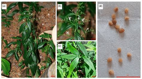 Andrographis Paniculata Whole Plant
