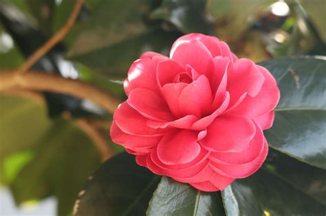 700 무료 동백 And 꽃 이미지 Pixabay