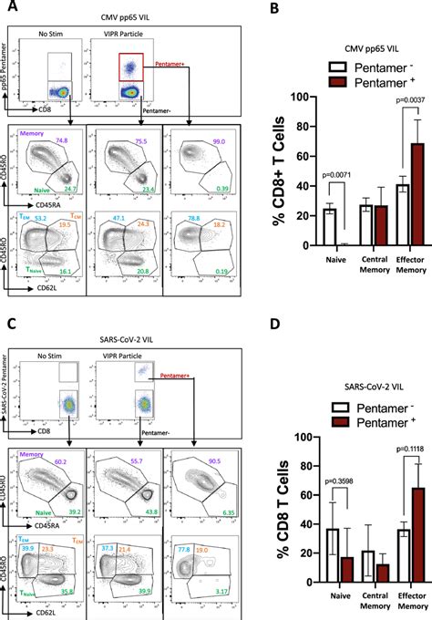 The T Cell Memory Phenotype Of Rapidly Expanded Cmv And Sars Cov 2