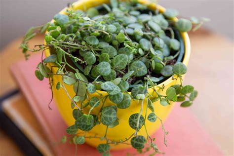 How To Grow And Care For String Of Turtles