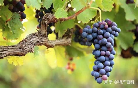 山西太原十大特产有哪些 知乎
