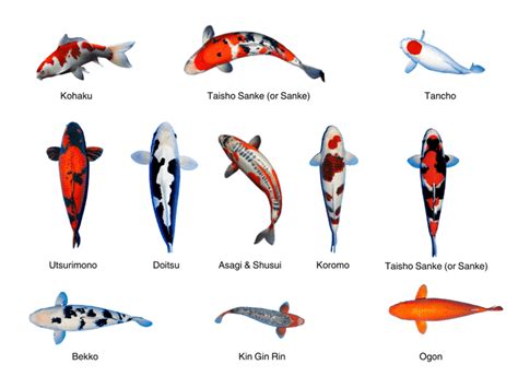 Aquaponics With Koi Fish A Sustainable And Beautiful Way To Grow