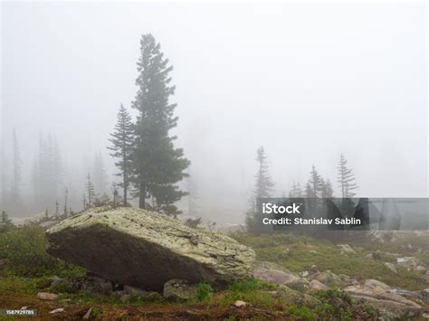 안개가 자욱한 아침 분위기 있는 녹색 숲 풍경 산에 전나무가 있습니다 옅은 안개 속에서 가장자리 침엽수림이 있는 미니멀한 풍경 이른 아침의 고산지대 고요한 풍경 가문비나무에