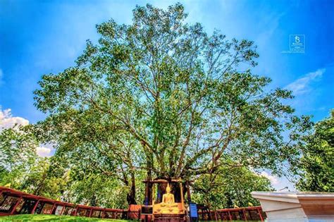 วัดต้นโพธิ์ ศรีมหาโพธิ