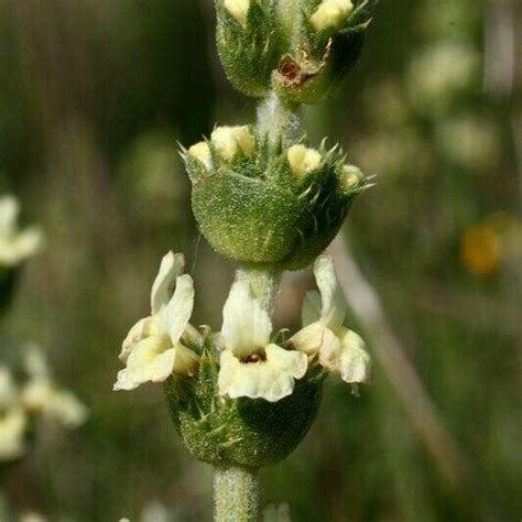 Sideritis Algarviensis Plant Care And How To Grow Water