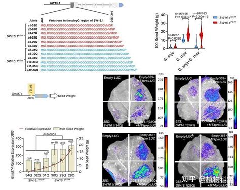 南京农业大学盖钧镒院士团队揭示调控大豆粒重的新等位基因以及大豆驯化后粒重增加的遗传基础 知乎