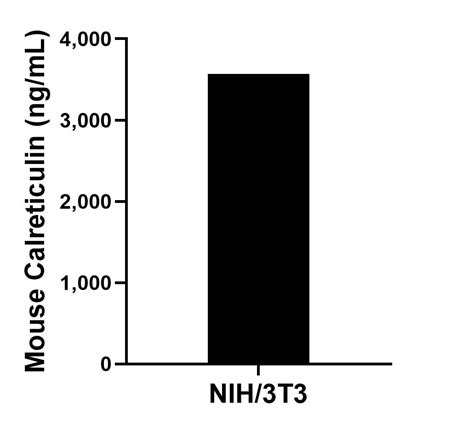 Mouse Calreticulin Recombinant Matched Antibody Pair Pbs Only Antibody Mp01992 1 Proteintech